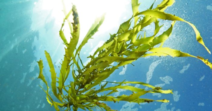 Living Water: 75 years of water research at UNSW